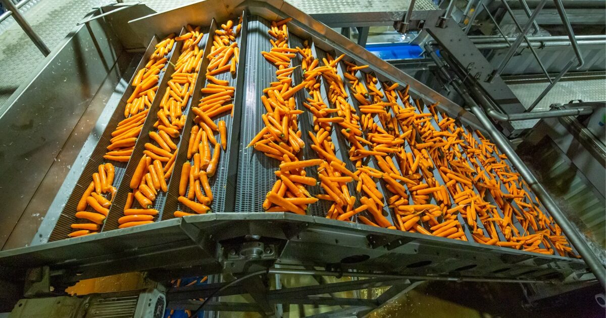 Post-Harvest Carrot Processing Line | MHM Automation